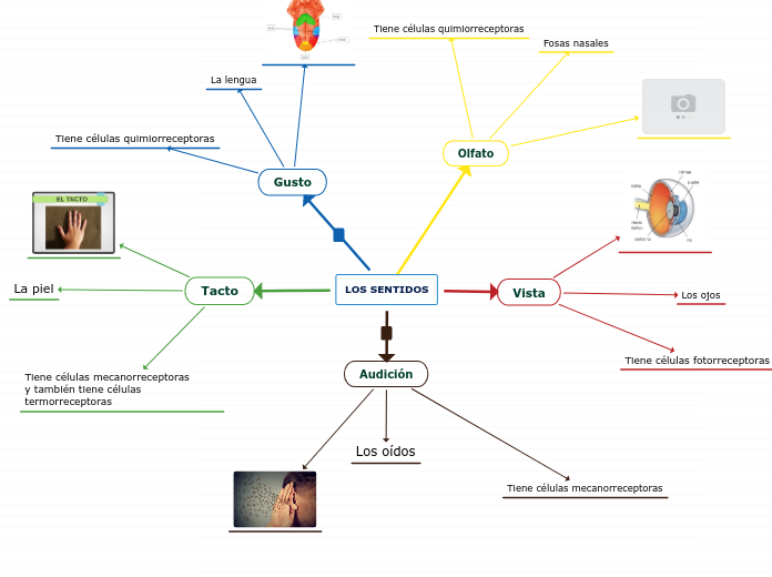 LOS SENTIDOS - Mind Map